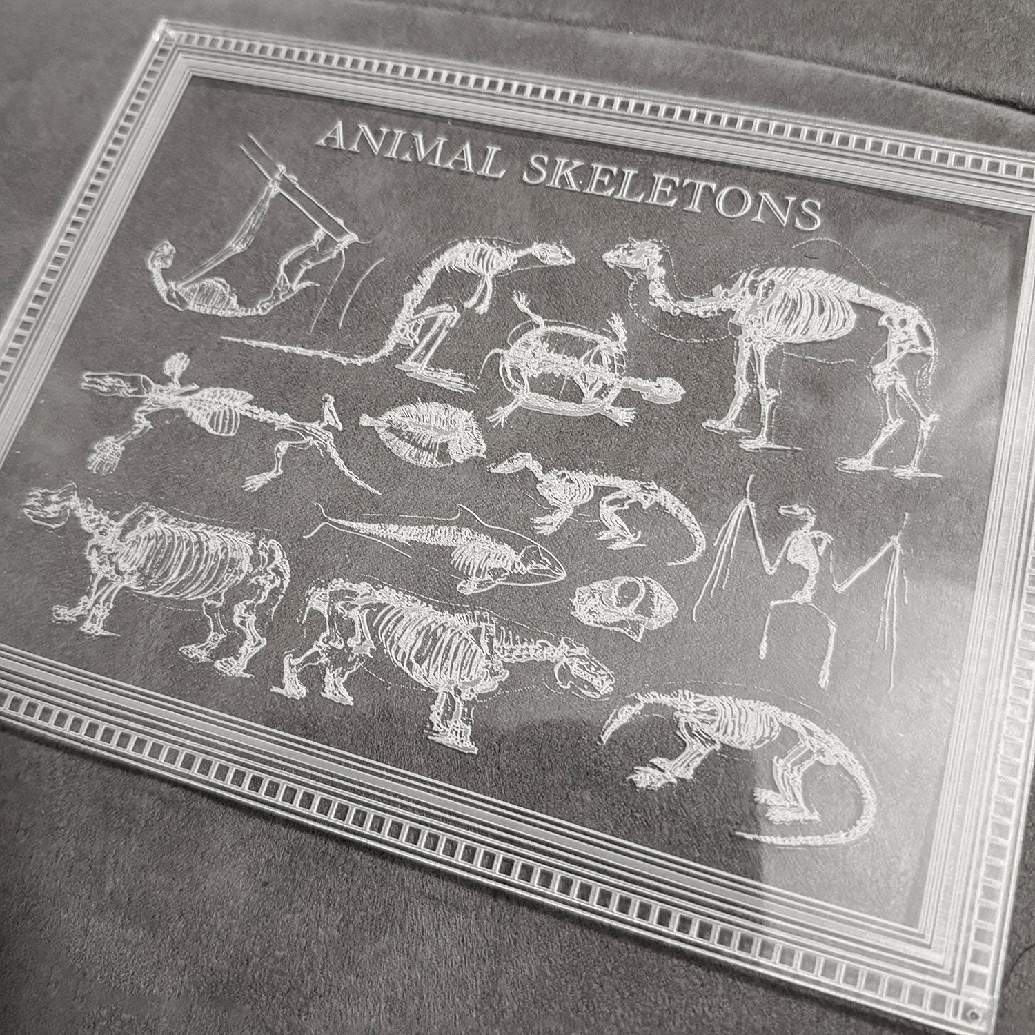 Animal Skeletons Art – Glowforge Shop