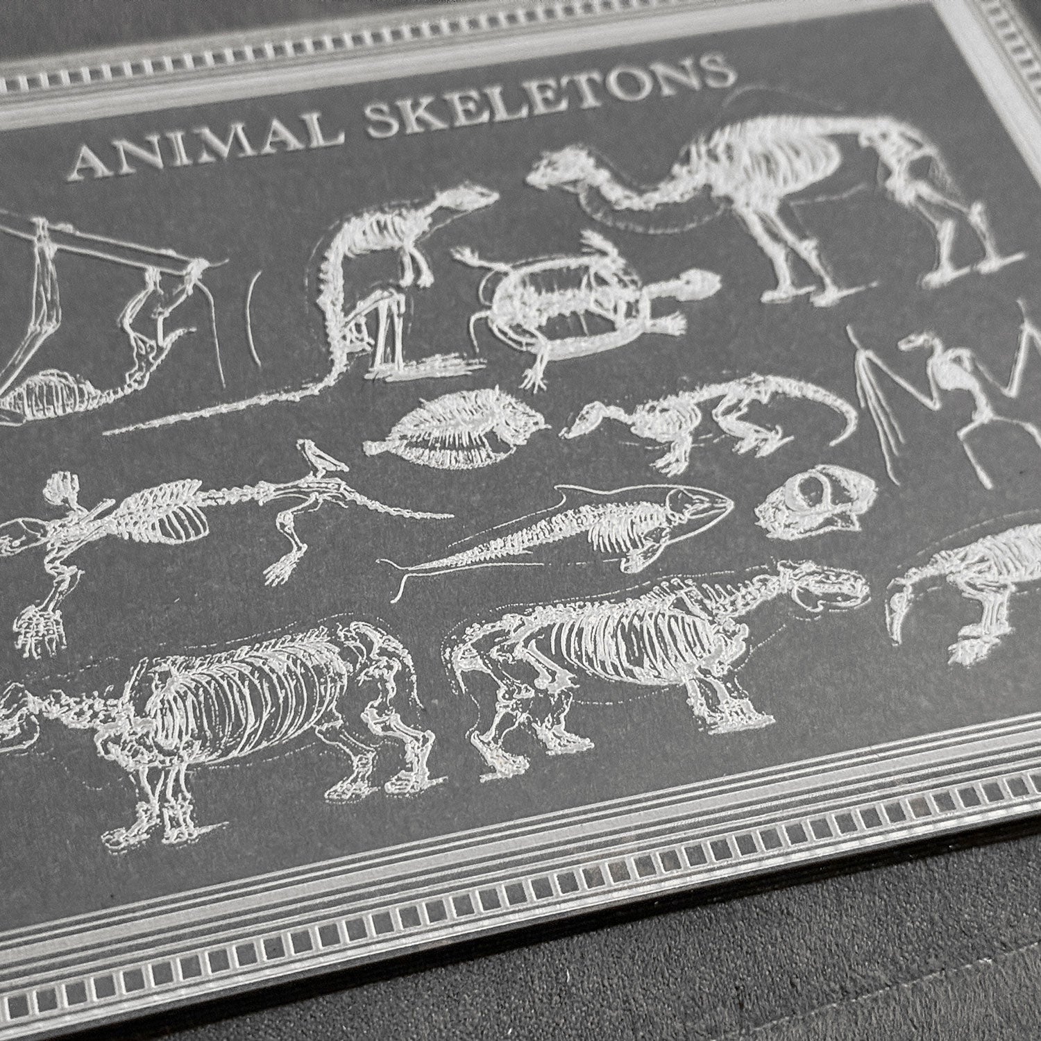 Animal Skeletons Art – Glowforge Shop