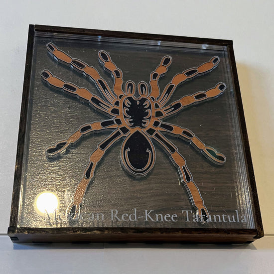 Arachnologist Desk Display - Mexican Red-Knee Tarantula – Glowforge Shop
